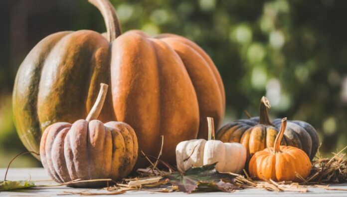 Morbide, leggere e gustose ? ah, che bontà sono le polpette di zucca ...