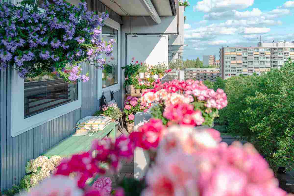 Sono solo queste le piante migliori per il balcone: acquistale ora e ...