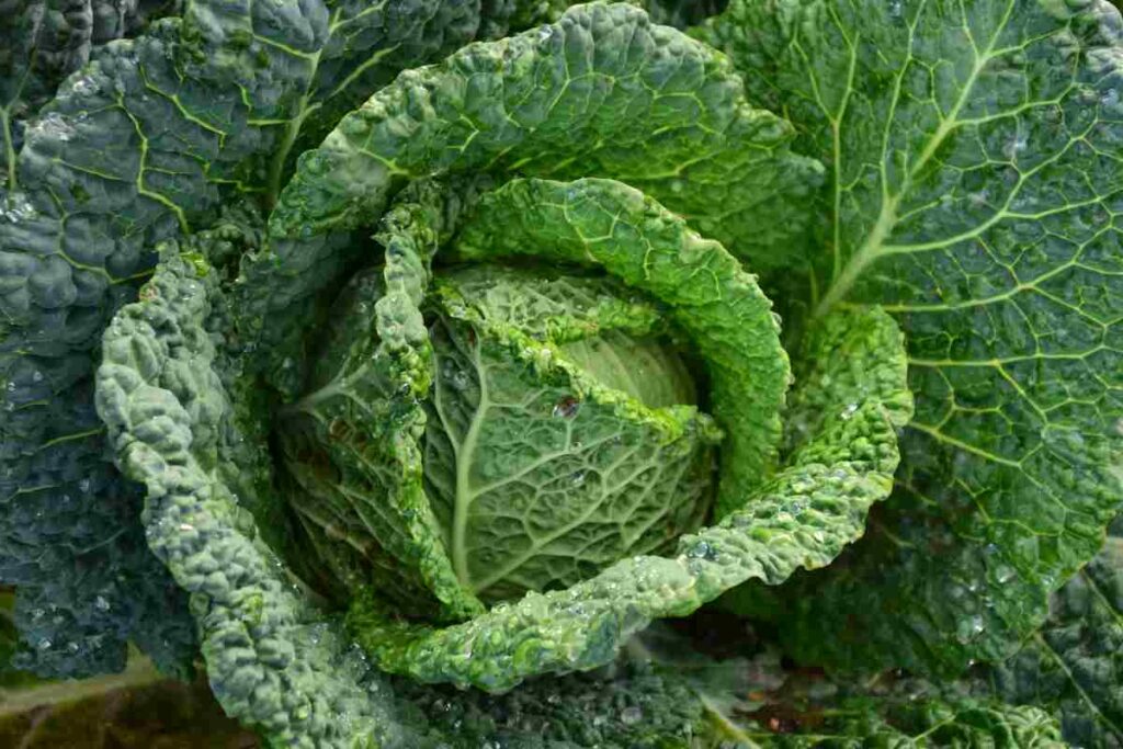 Verza in padella, che super ricetta veloce e saporita